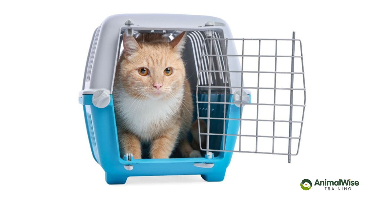 Decoding Cat Body Language: A Safety Guide for Animal Professionals ...